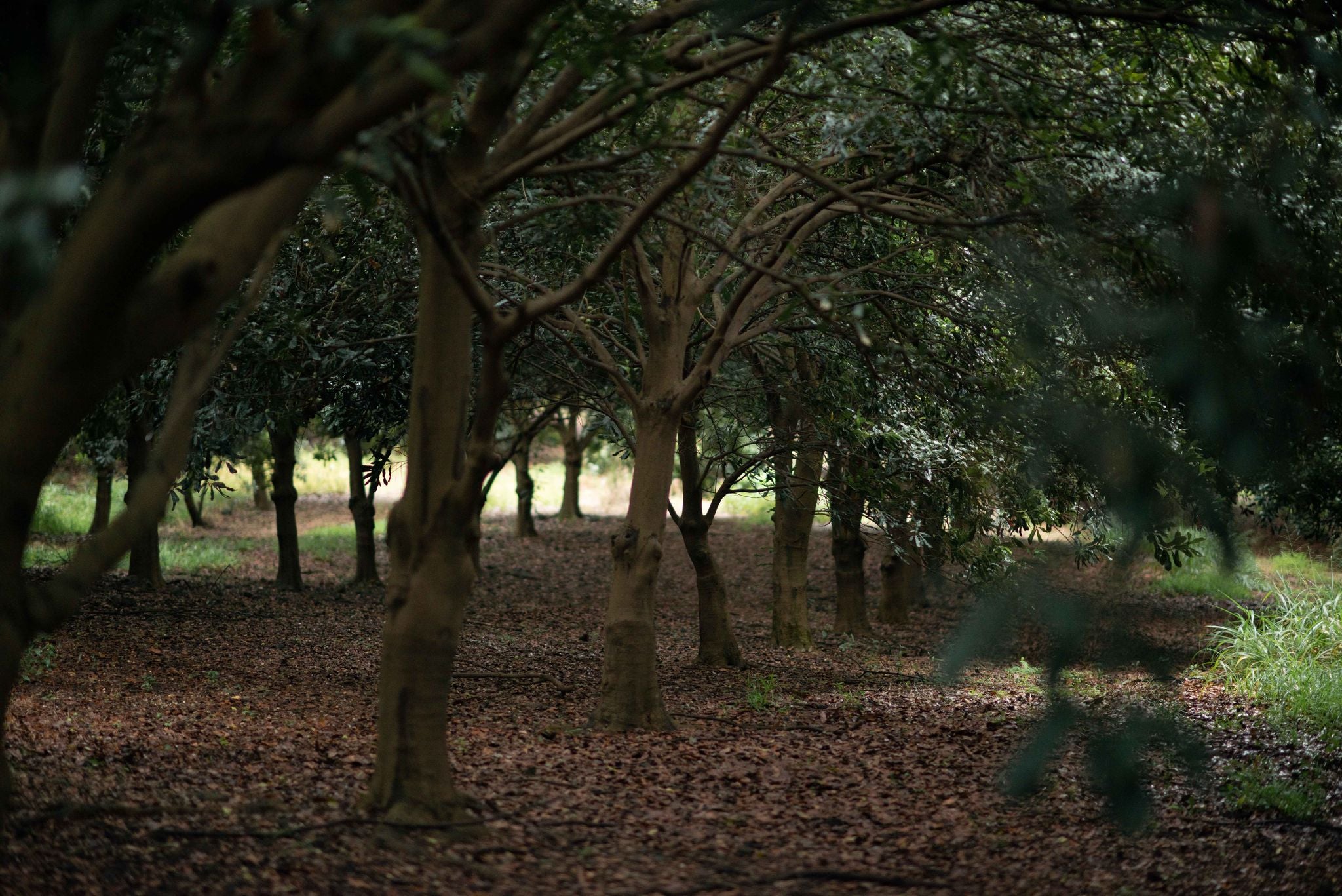 About Us – Shine Naturally